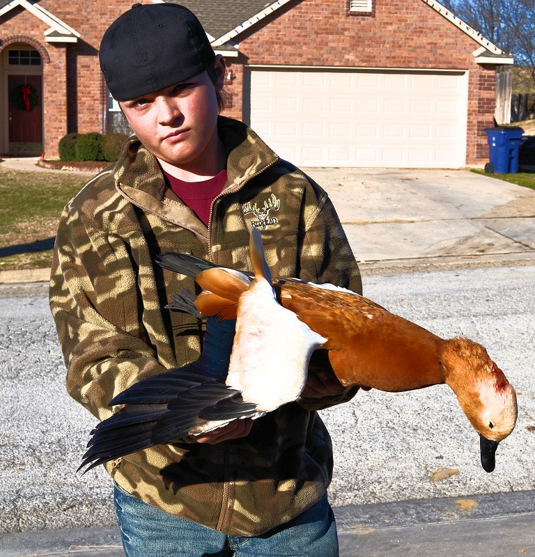 Ruddy Shelduck in Texas! - The Hunting Game