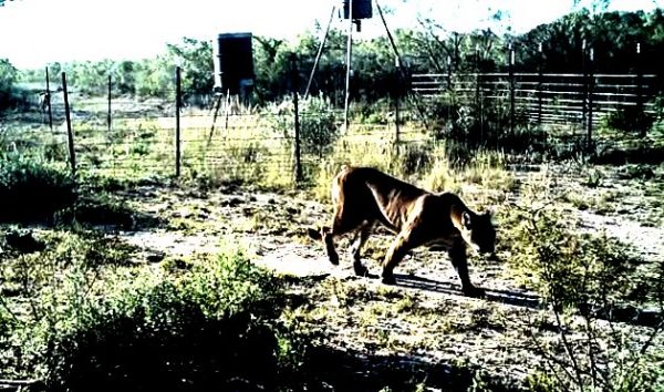 Mountain Lions in Texas - The Hunting Game